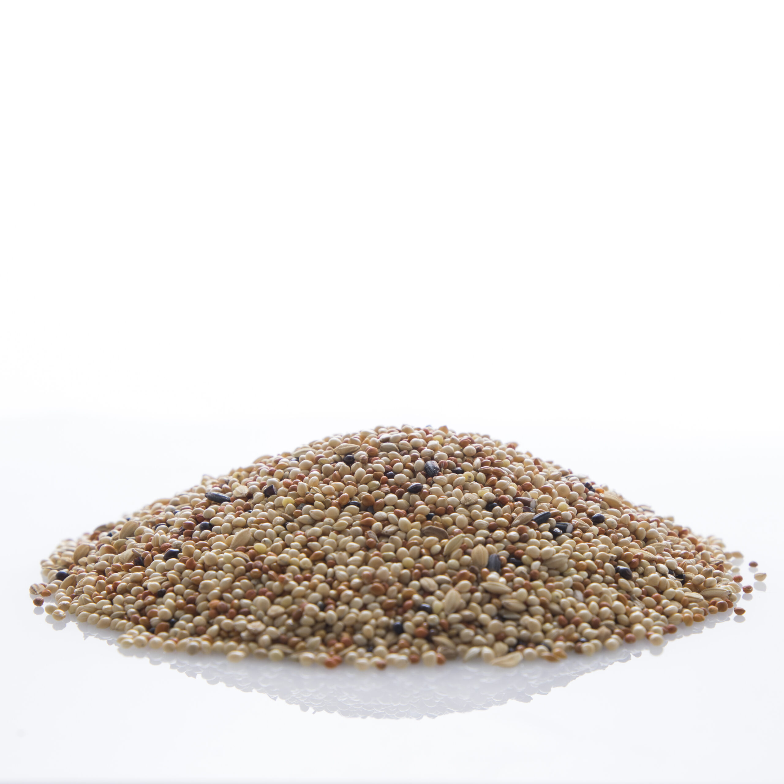 Makanan Burung Perkutut Kamu Sudah Tepat Belum? Baca Artikel ini!