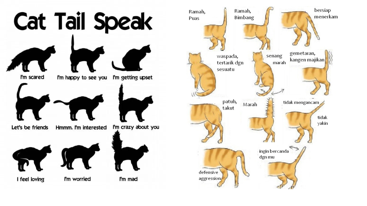 Arti Gerakan Ekor Kucing 5