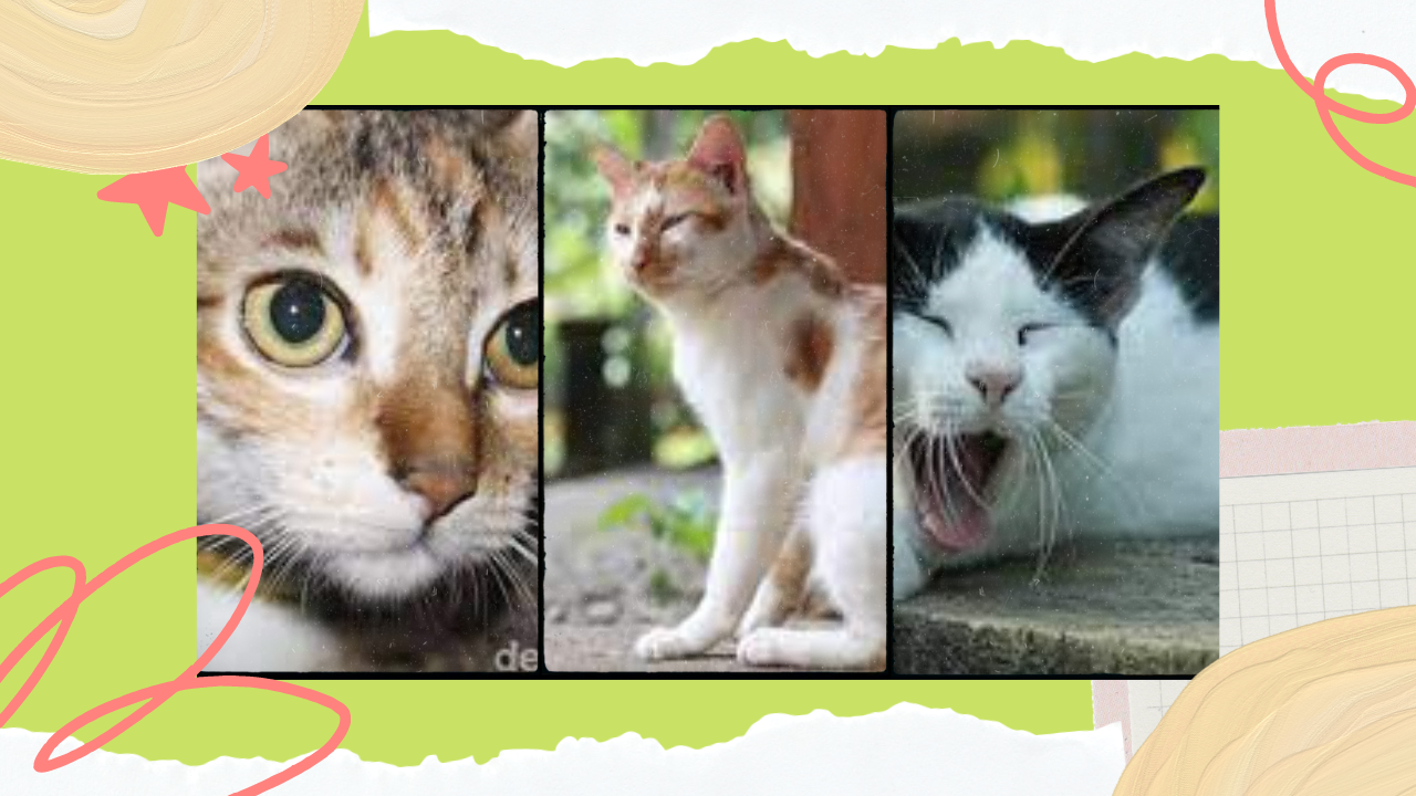 3 Fakta Tentang Kucing Kampung / Domestik - Phoenix Pakan Hewan