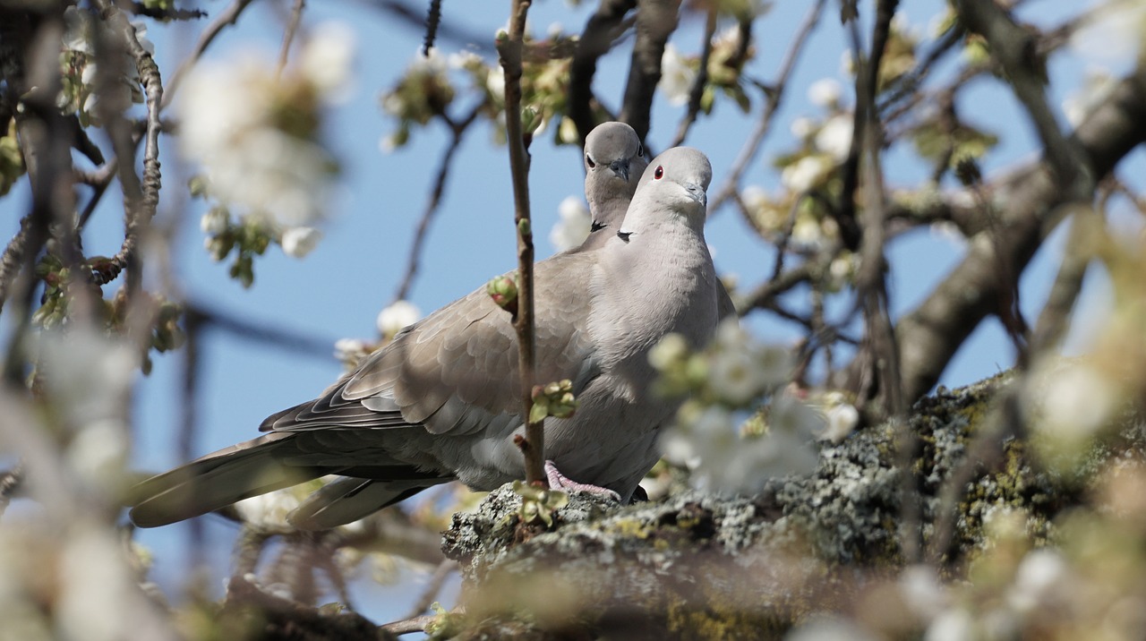 Burung Tekukur: Sejarah, Jenis dan Mitosnya - Phoenix Pakan Hewan
