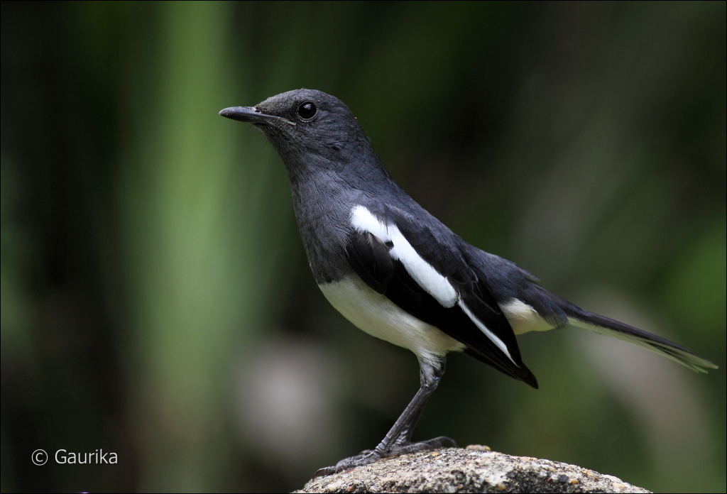 6 Fakta Burung Kacer, Yuk Kenali Burung Nusantara - Phoenix Pakan Hewan