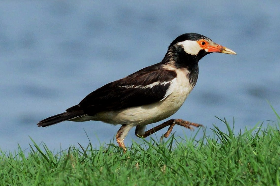 4 Fakta Jalak Suren, Yuk Kenali Burung Nusantara - Phoenix Pakan Hewan
