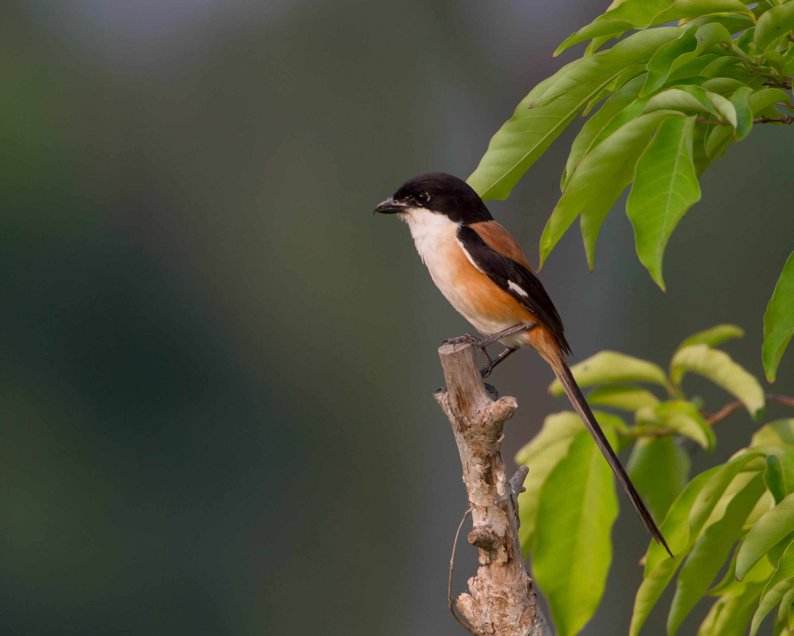 5 Fakta Burung Cendet, Yuk Kenali Burung Nusantara - Phoenix Pakan Hewan