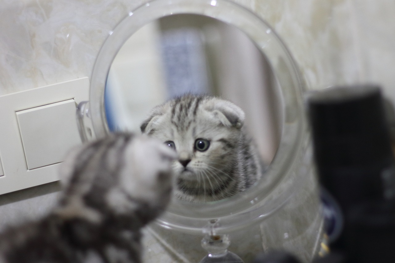 Mengenal Kucing Scottish Fold dan Fakta Menarik Tentangnya - Phoenix ...